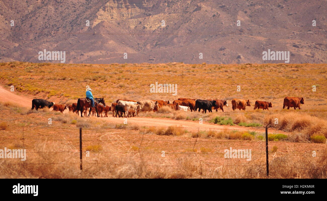 western cattle with cowboy on horse Stock Photo - Alamy