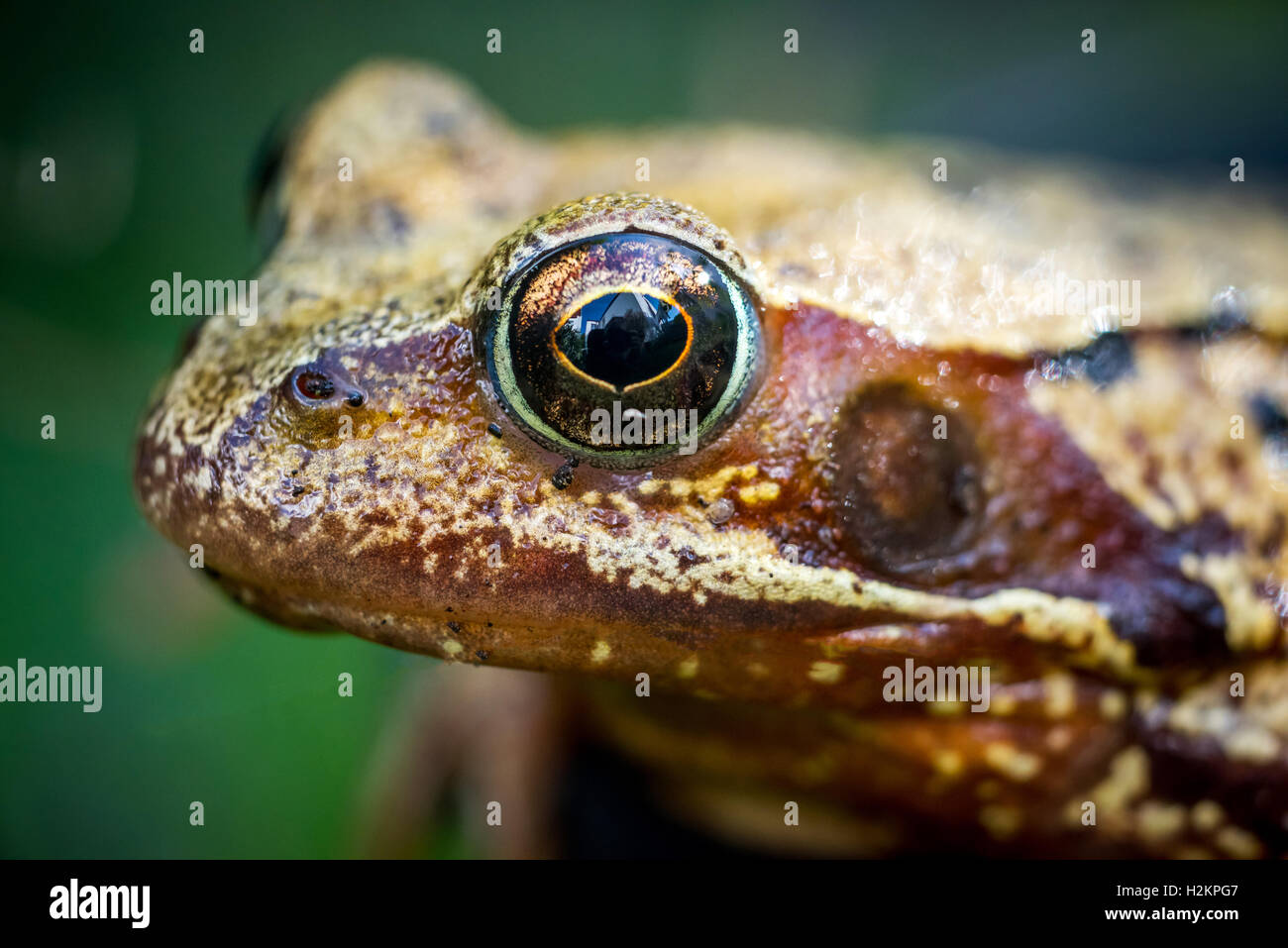 Common frog species hi-res stock photography and images - Alamy