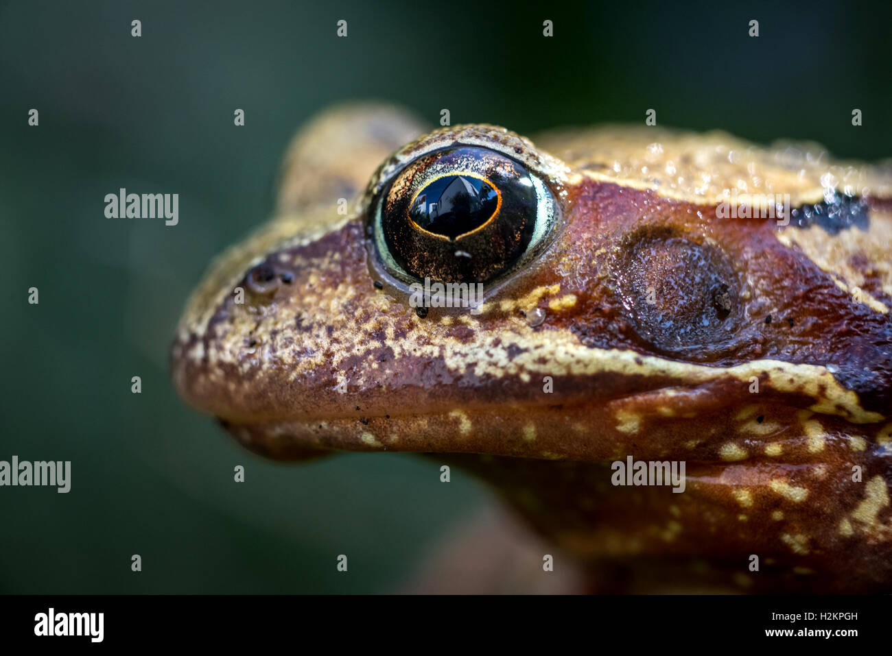Common garden frog hi-res stock photography and images - Alamy