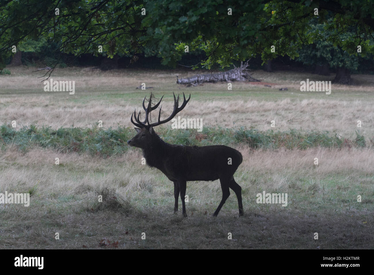 London UK. 29th September 2016. Autumn season is the time of the year ...