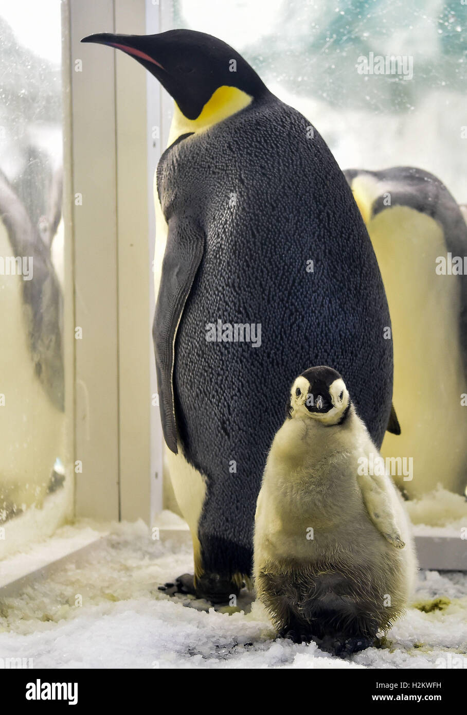 Zhuhai, China's Guangdong Province. 29th Sep, 2016. A baby emperor ...
