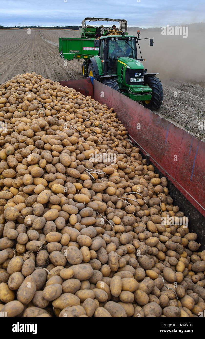 Diehlo, Germany. 29th Sep, 2016. A potato lifting machine belonging to ...