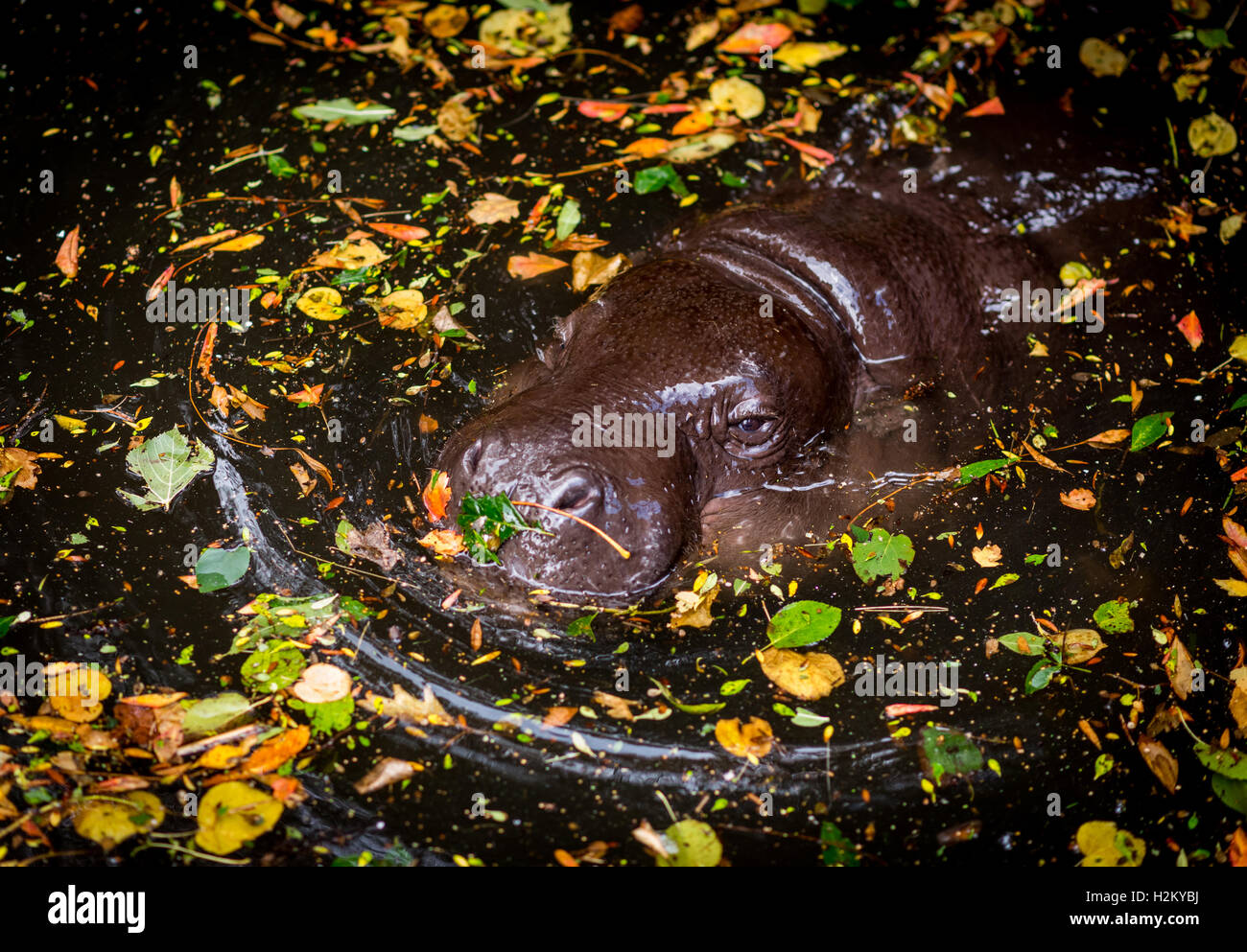 Pygmy hippopotamus edinburgh zoo hi-res stock photography and images ...
