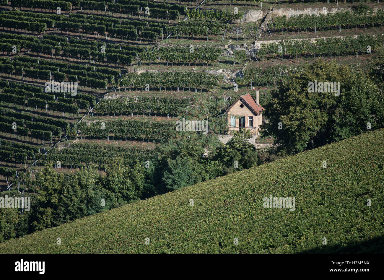 Stuttgart, Germany. 29th Sep, 2016. A vineyard on a hill in Stuttgart ...
