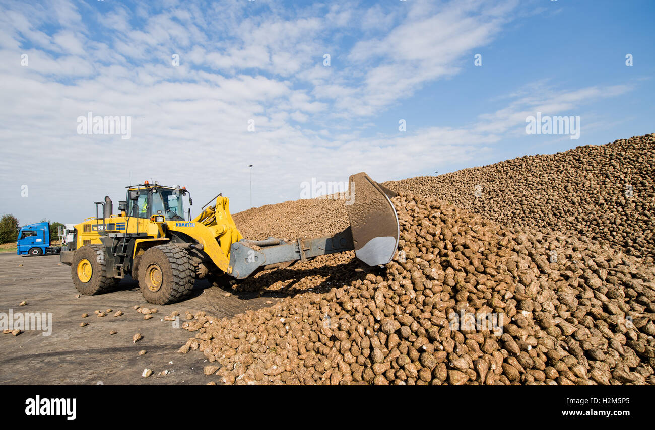 Beet Loader Stock Photos & Beet Loader Stock Images - Alamy