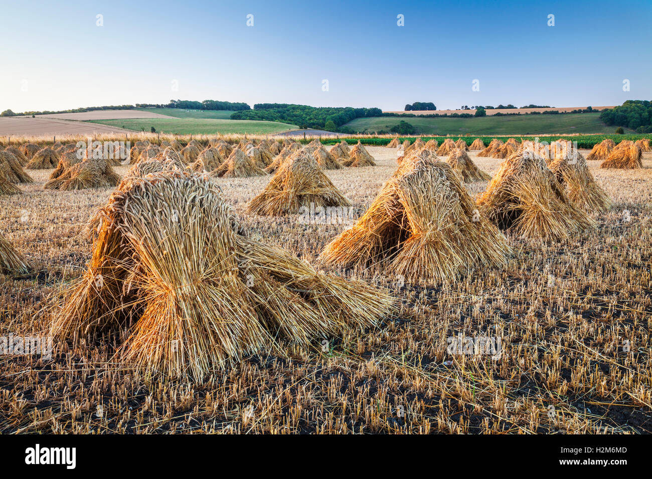 Sheaves of wheat hi-res stock photography and images - Alamy