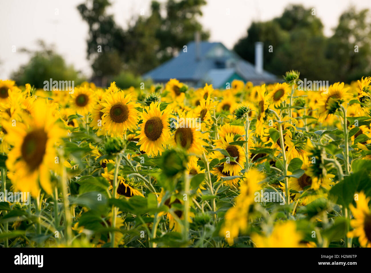 Field of blooming sunflowers at sunset and roof farmhouse Stock Photo ...