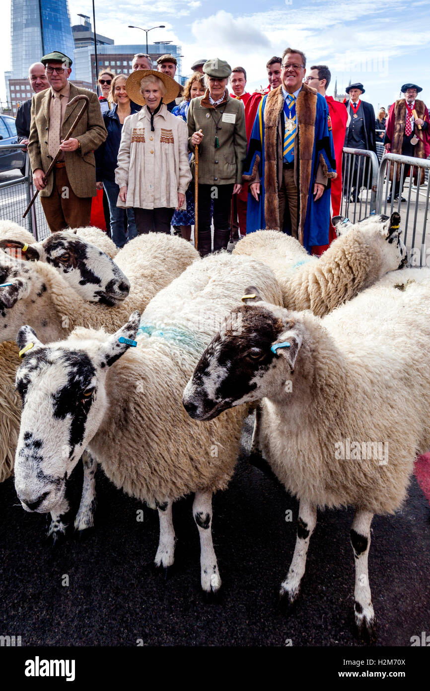 The Worshipful Company Of Woolmen's Annual Sheep Drive Across London ...