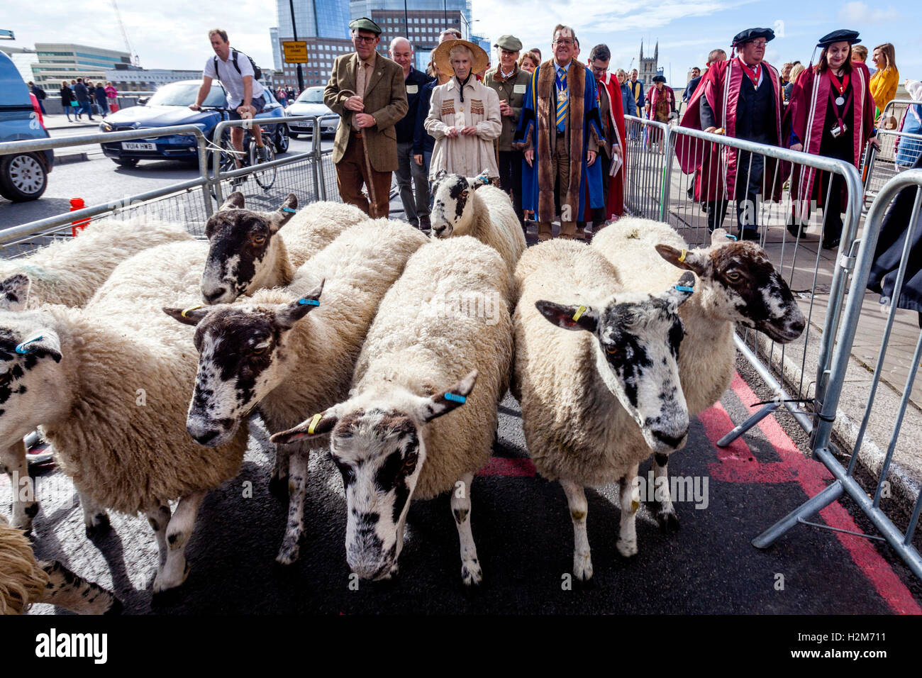 London bridge sheep hi-res stock photography and images - Alamy