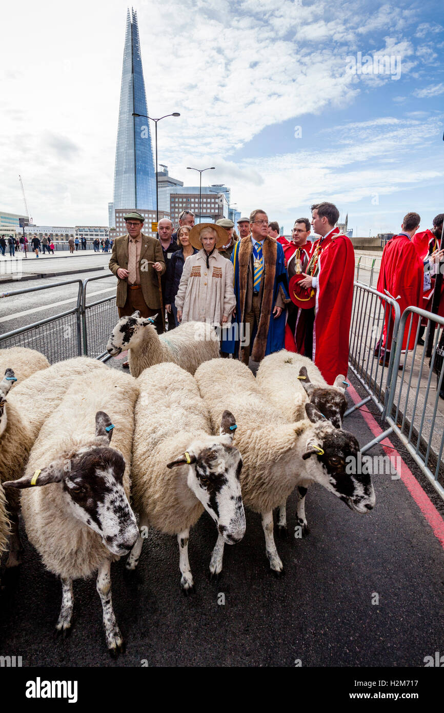 Bridge sheep drive hi-res stock photography and images - Alamy
