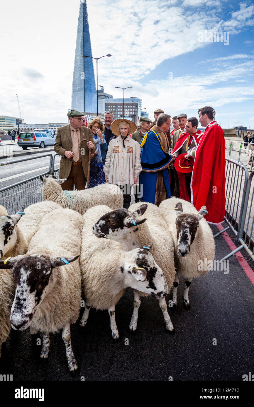 The Worshipful Company Of Woolmen's Annual Sheep Drive Across London ...
