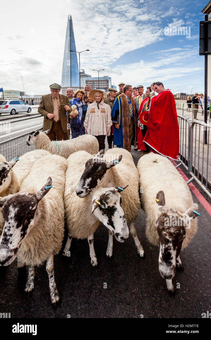 Sheep and the shard hi-res stock photography and images - Alamy