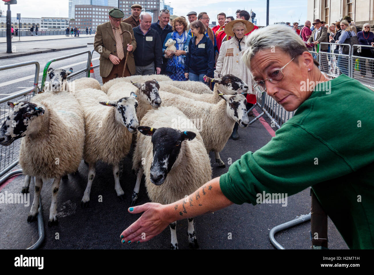 The Worshipful Company Of Woolmen's Annual Sheep Drive Across London ...