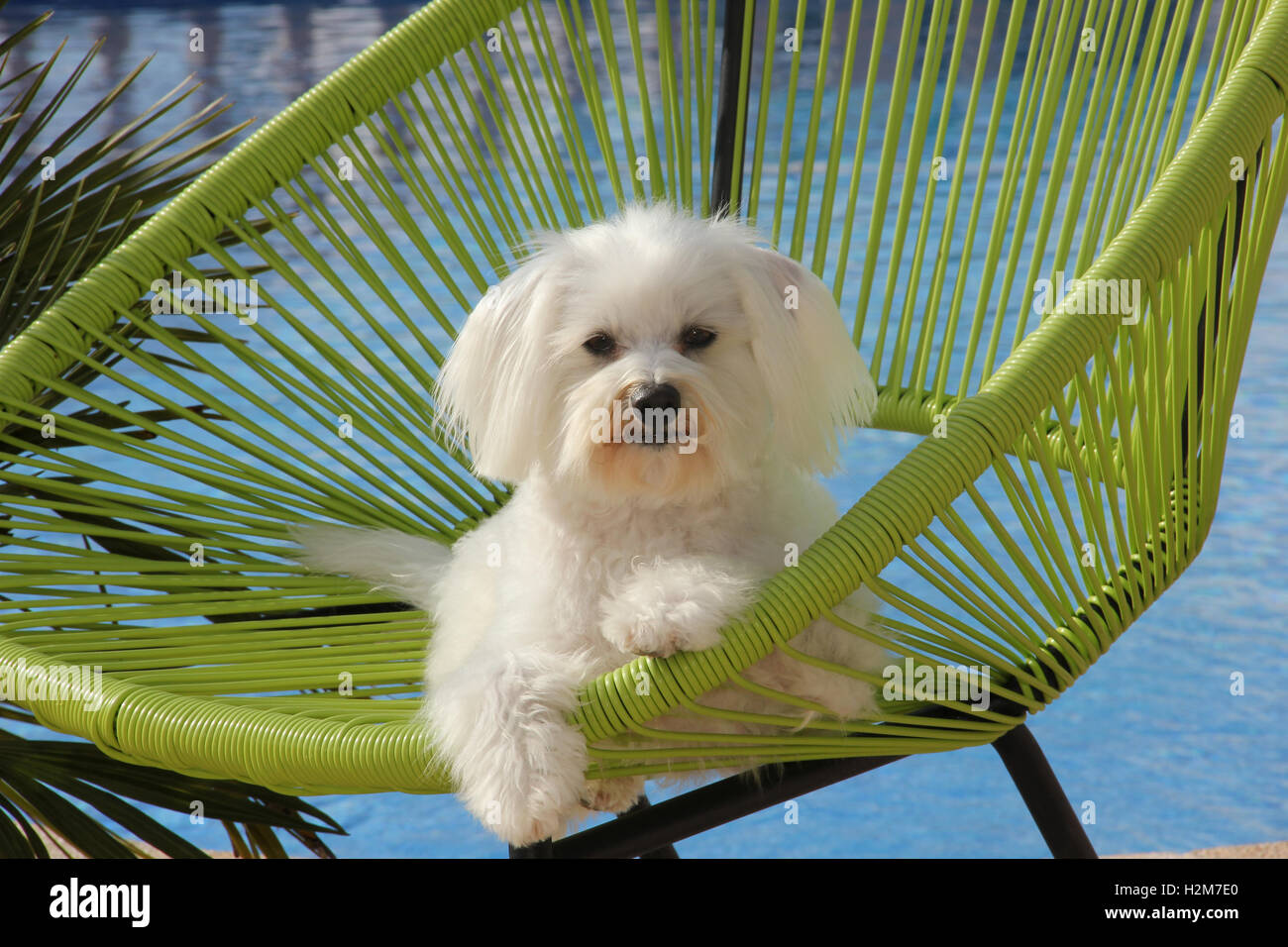 maltese dog, lying on a green chair at the pool Stock Photo - Alamy