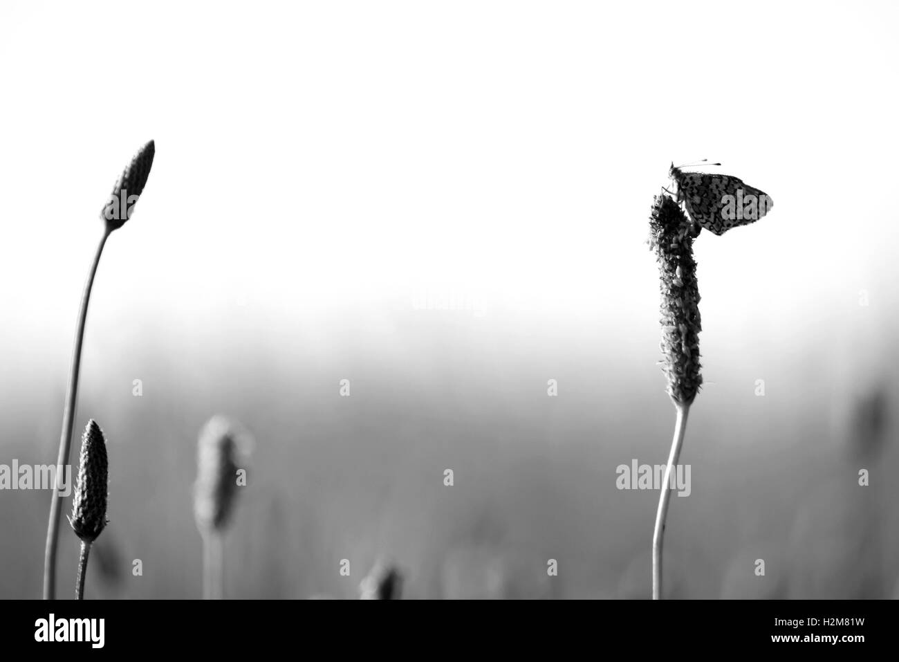 Painting campaign Black and White Stock Photos & Images - Alamy