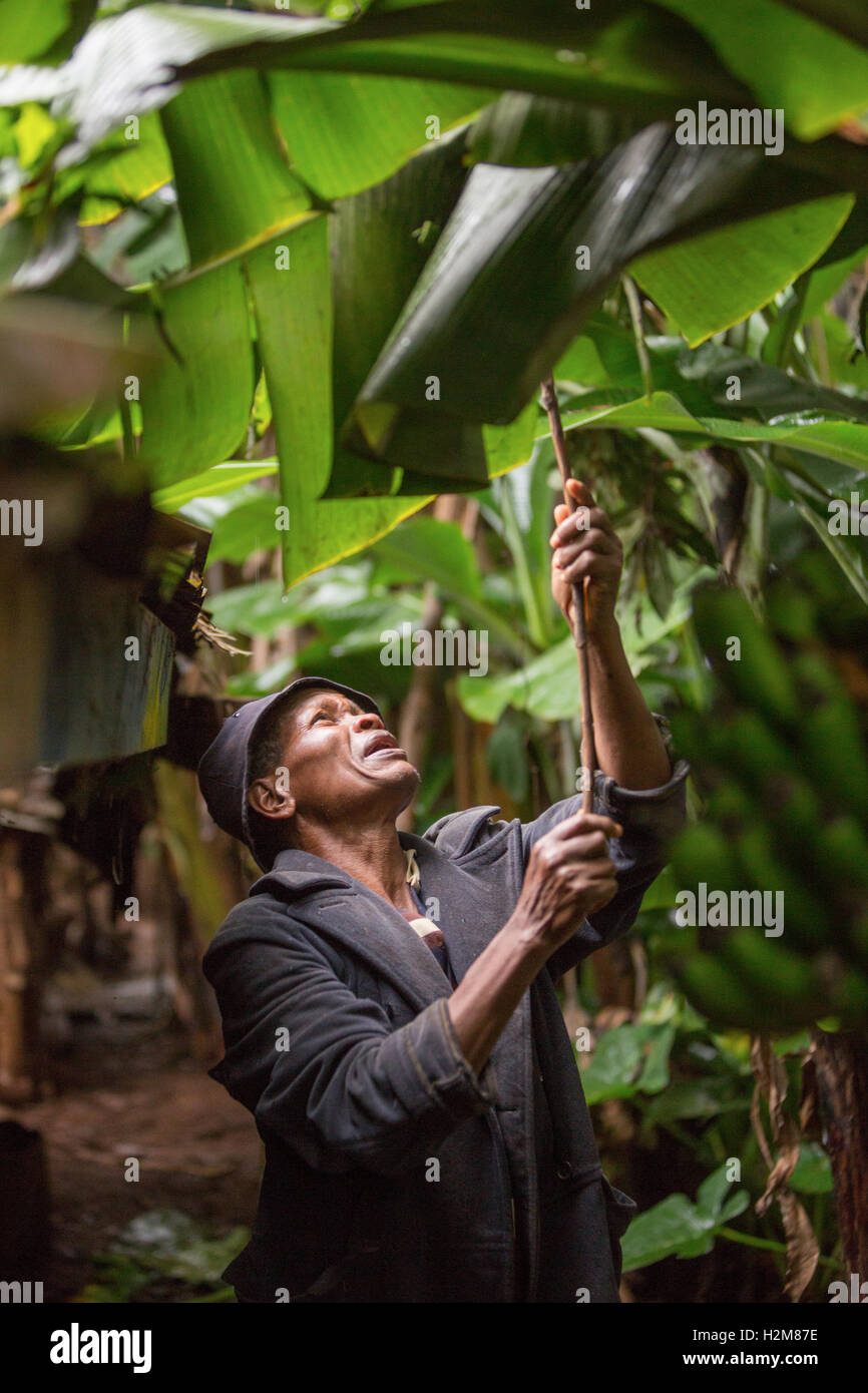 A fair trade nut grower harvests macadamia nuts by shaking them from ...