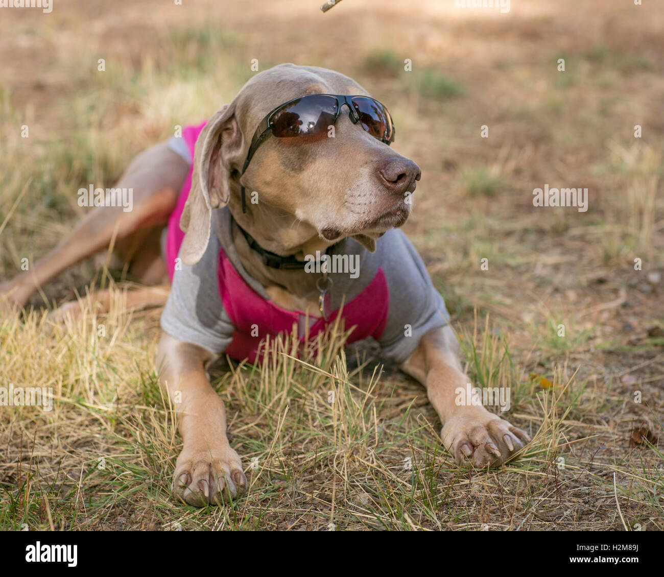 Chill dogs hi-res stock photography and images - Alamy