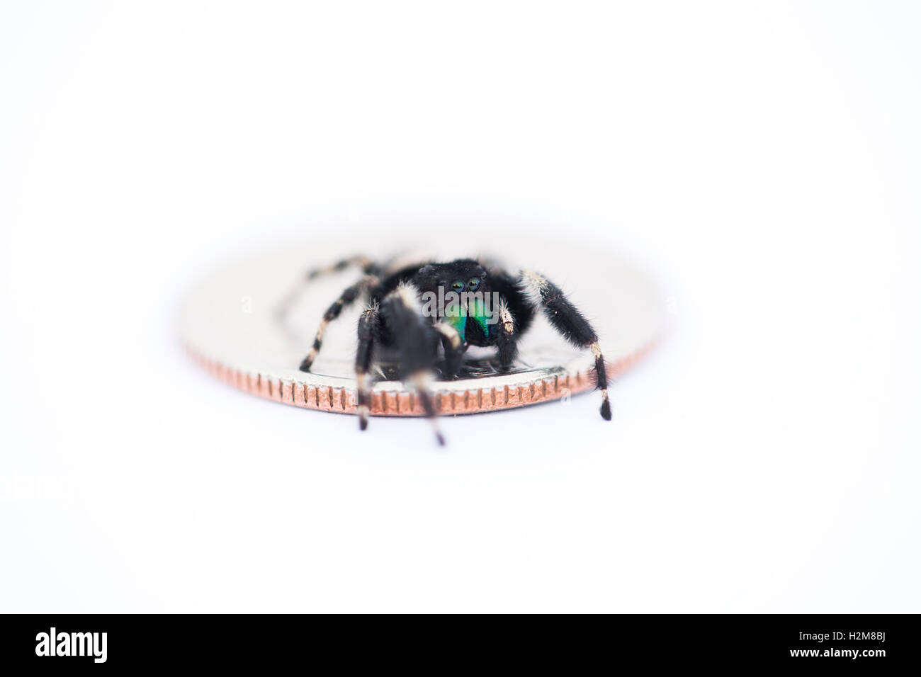 Shiny spider hi-res stock photography and images - Alamy