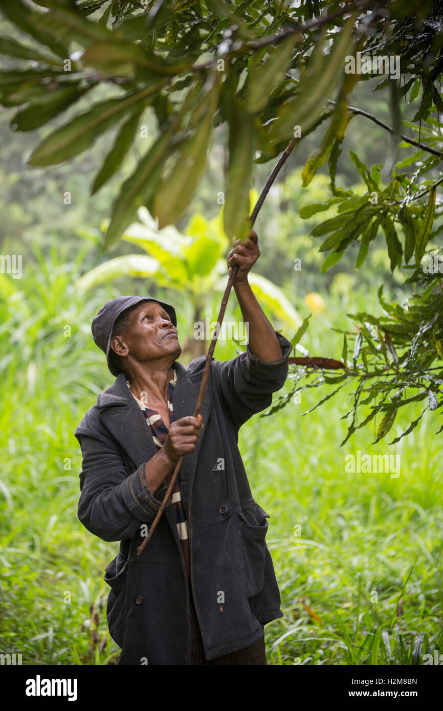 A fair trade nut grower harvests macadamia nuts by shaking them from ...