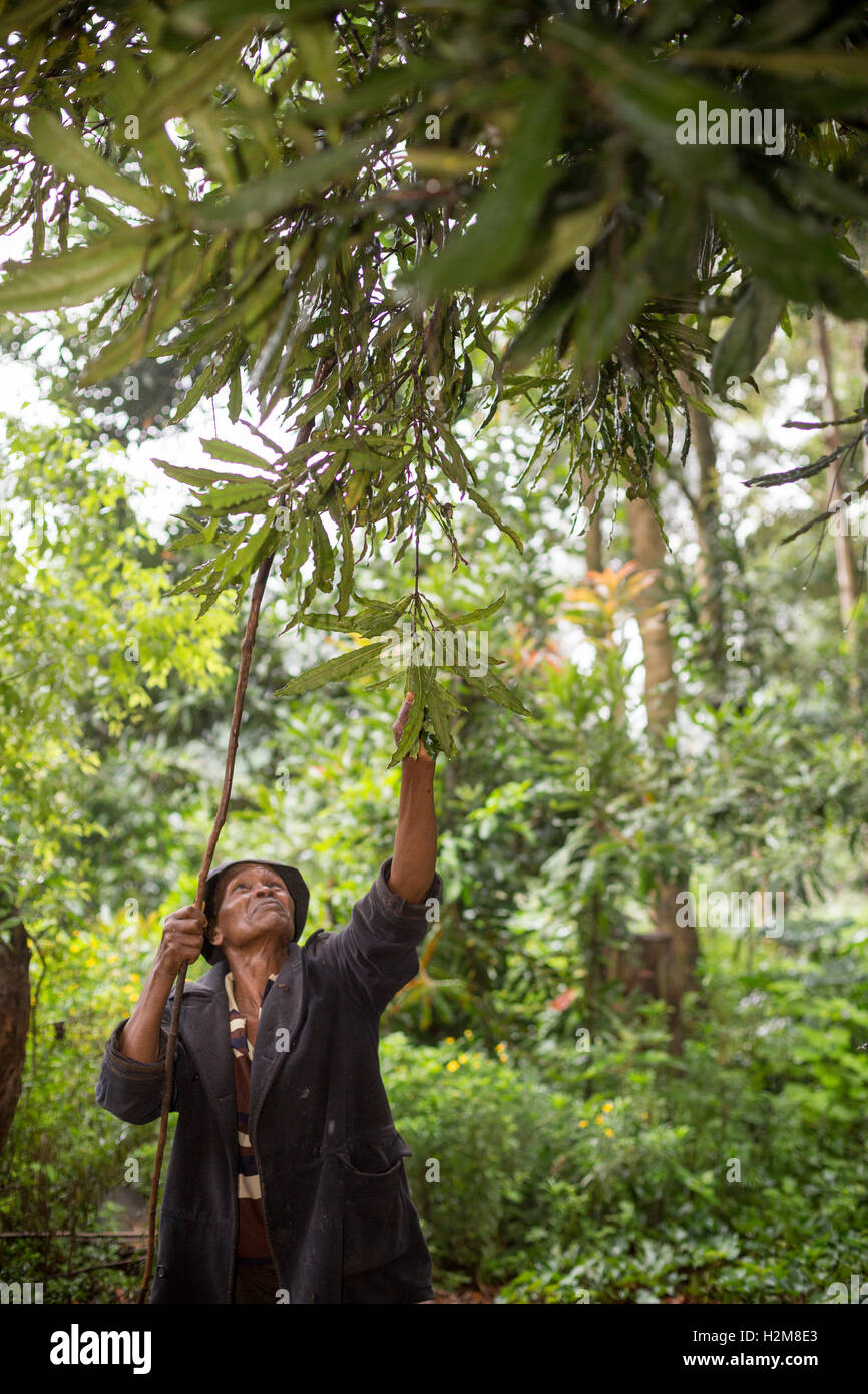 Fairtrade farmers hi-res stock photography and images - Alamy