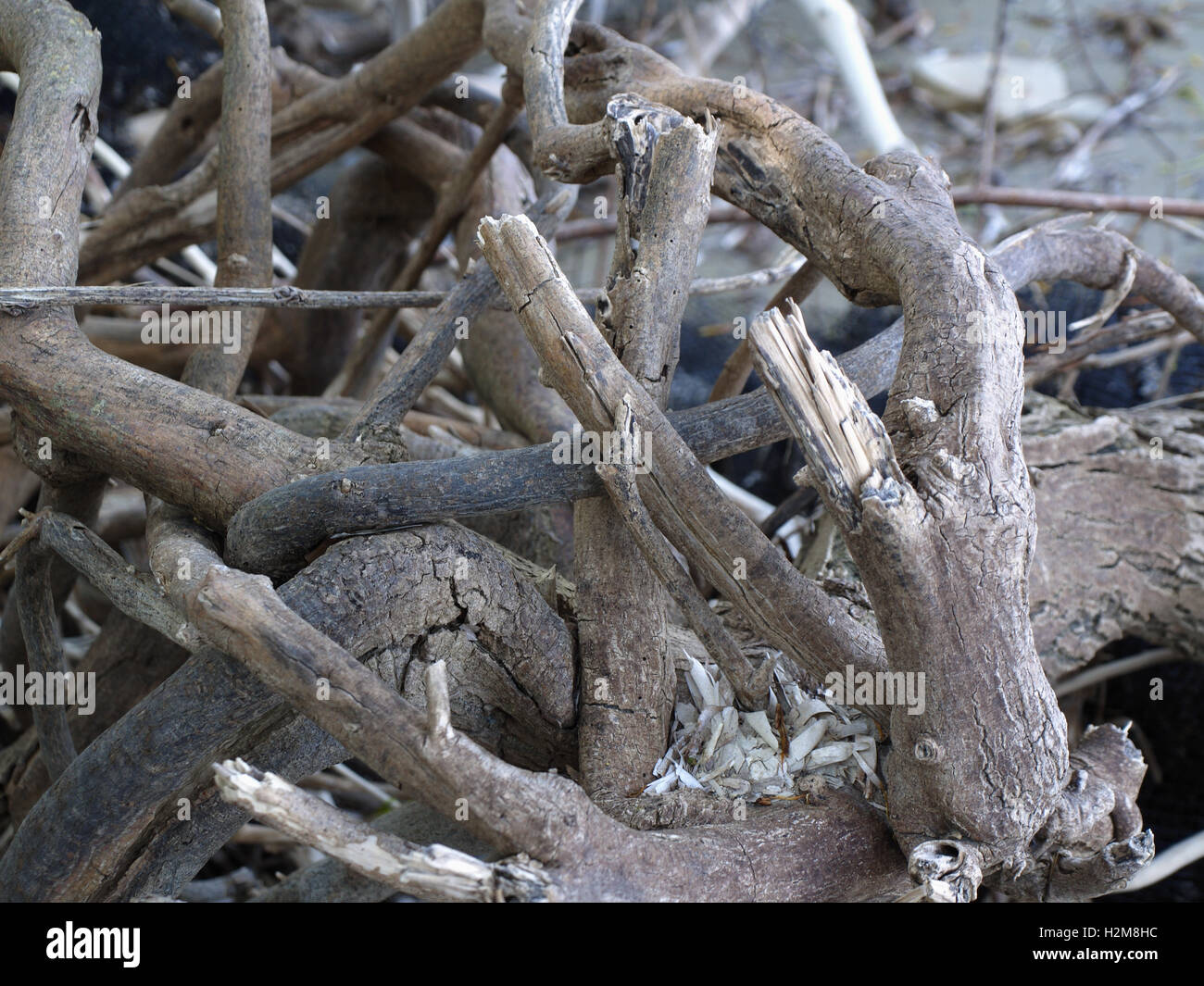 Splintered driftwood log hi-res stock photography and images - Alamy