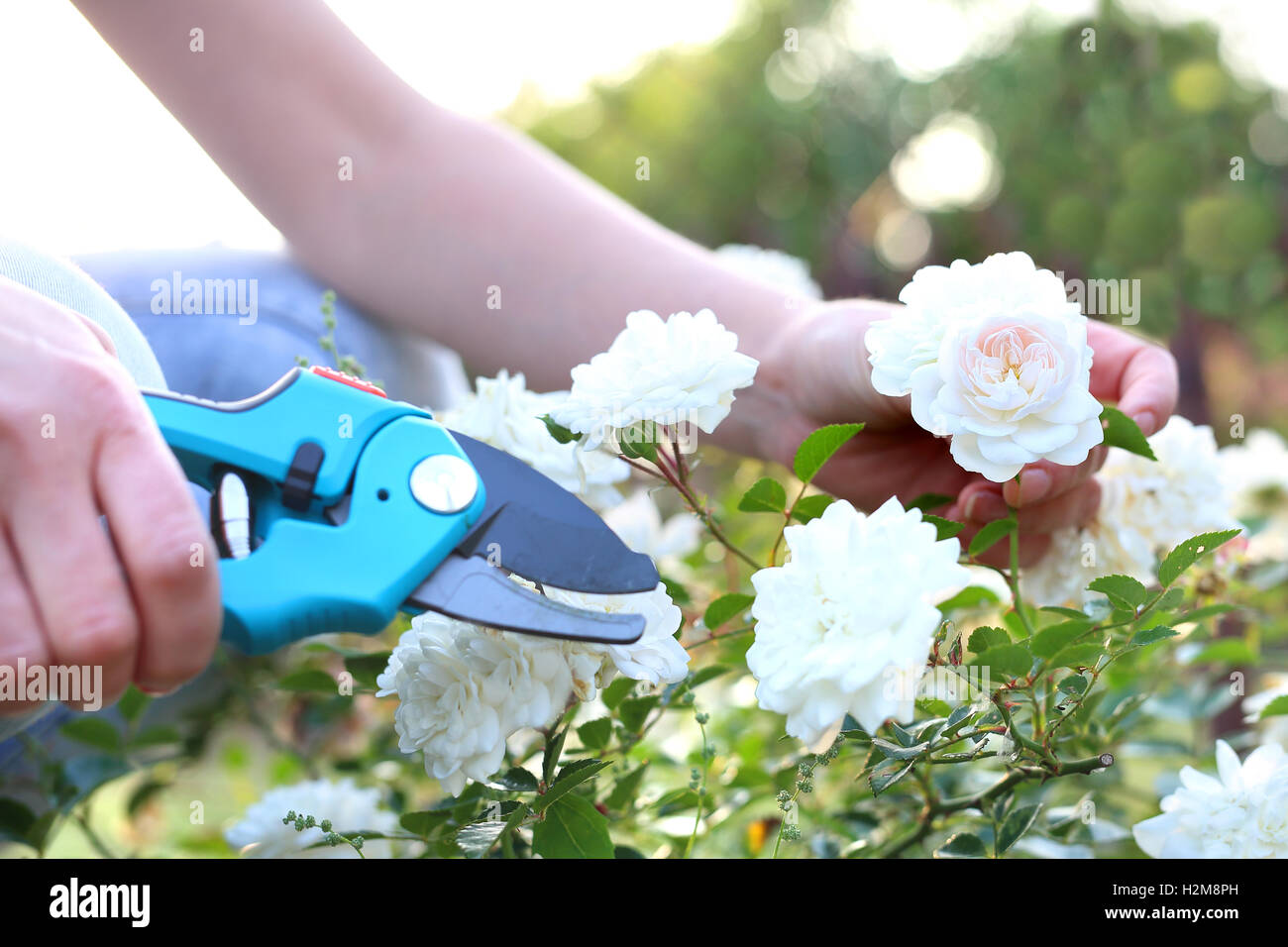 Care rose bushes. Gardener pruning shears cut shrubs roses Stock Photo ...