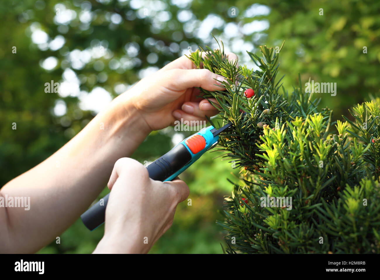 Cis, green bush shrub. Cut bush in the garden. Forming a hedge of yew ...