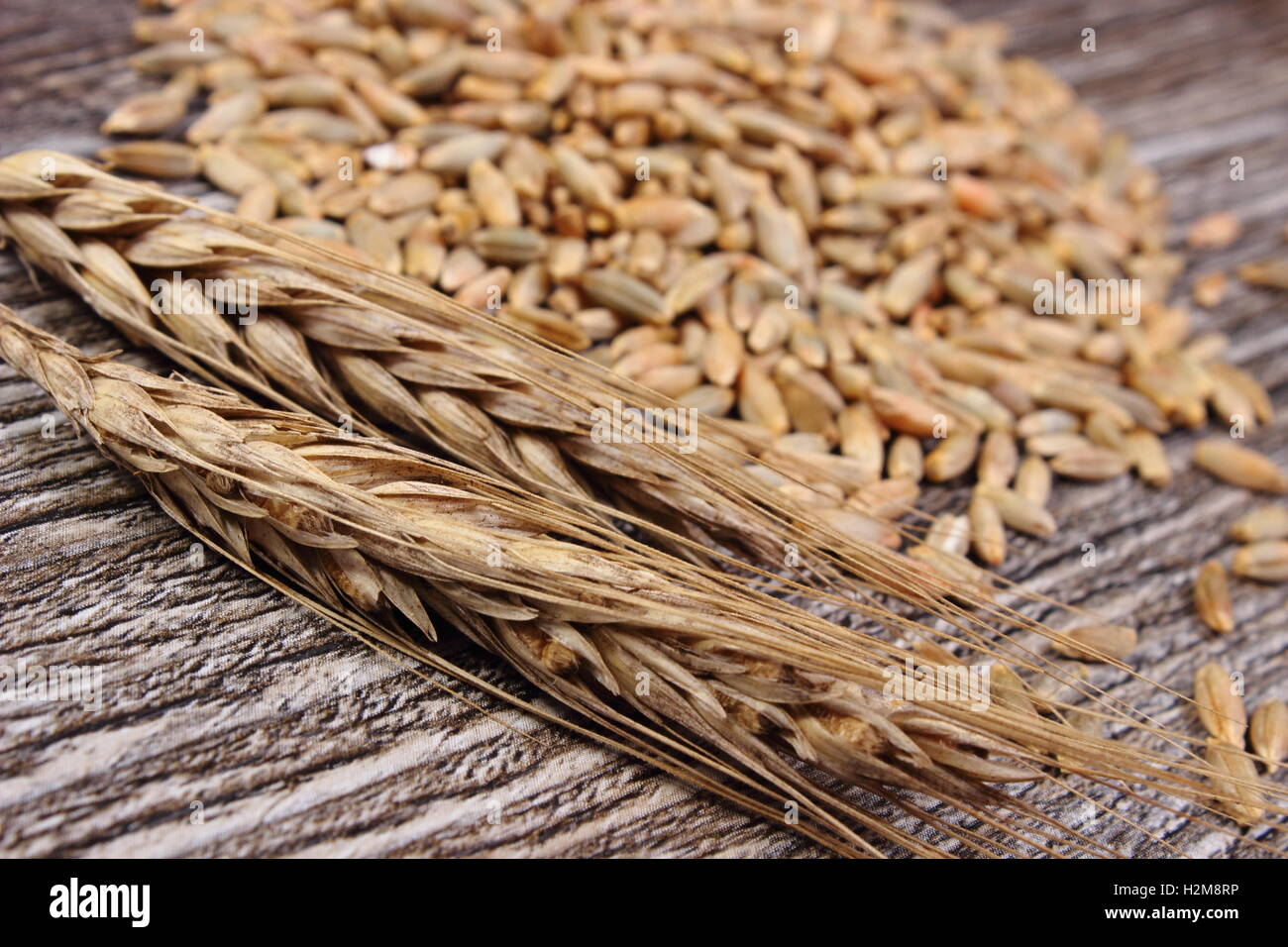 Heap of organic whole rye grain and ears of rye lying on wooden ...