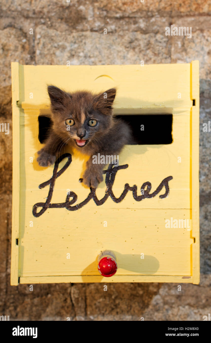 Cute kitten emerging from a letter box Stock Photo - Alamy