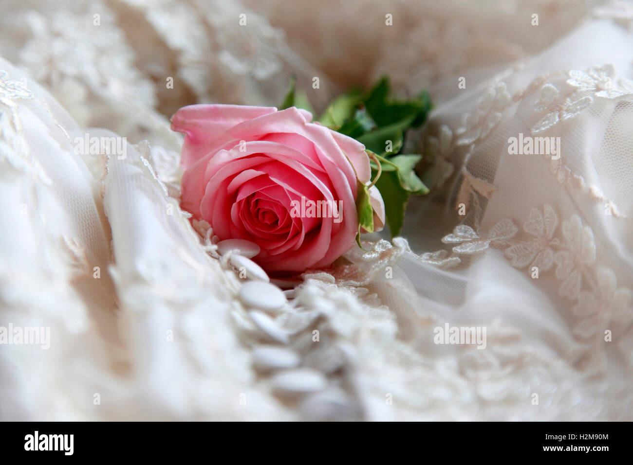Rose veil hi-res stock photography and images - Alamy