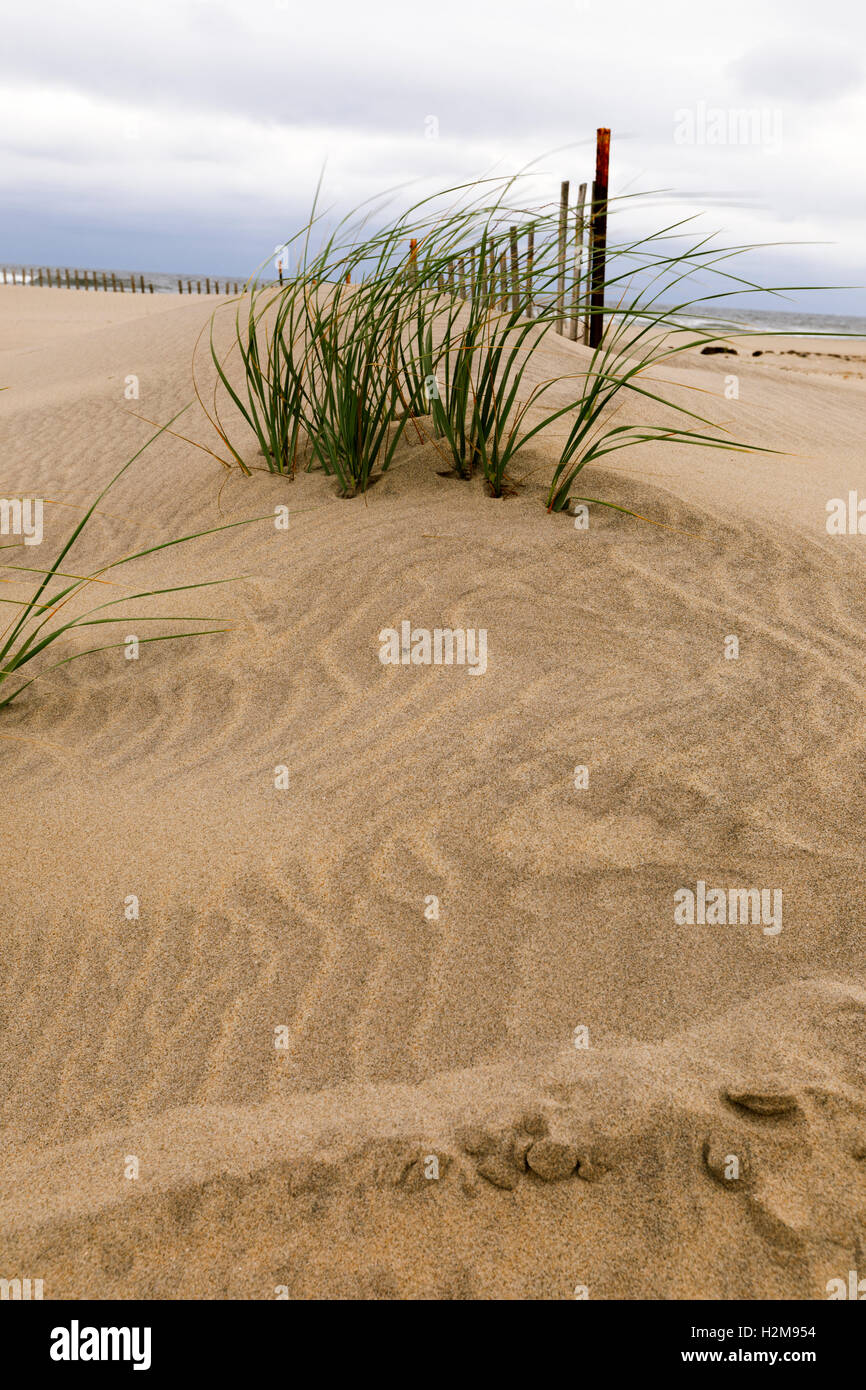 Wooden fence, grass and white sand dunes on the beach Stock Photo - Alamy
