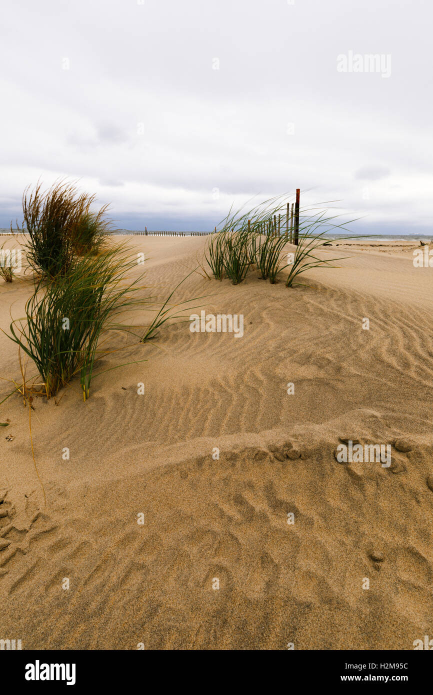 Wooden fence, grass and white sand dunes on the beach Stock Photo - Alamy