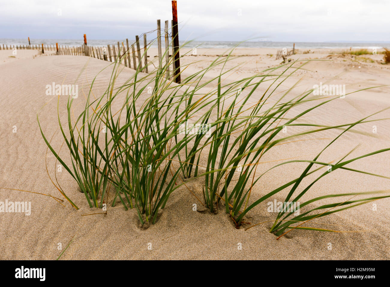 Wooden fence, grass and white sand dunes on the beach Stock Photo - Alamy