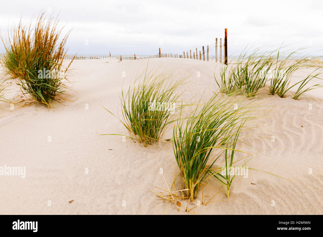 Wooden fence, grass and white sand dunes on the beach Stock Photo - Alamy