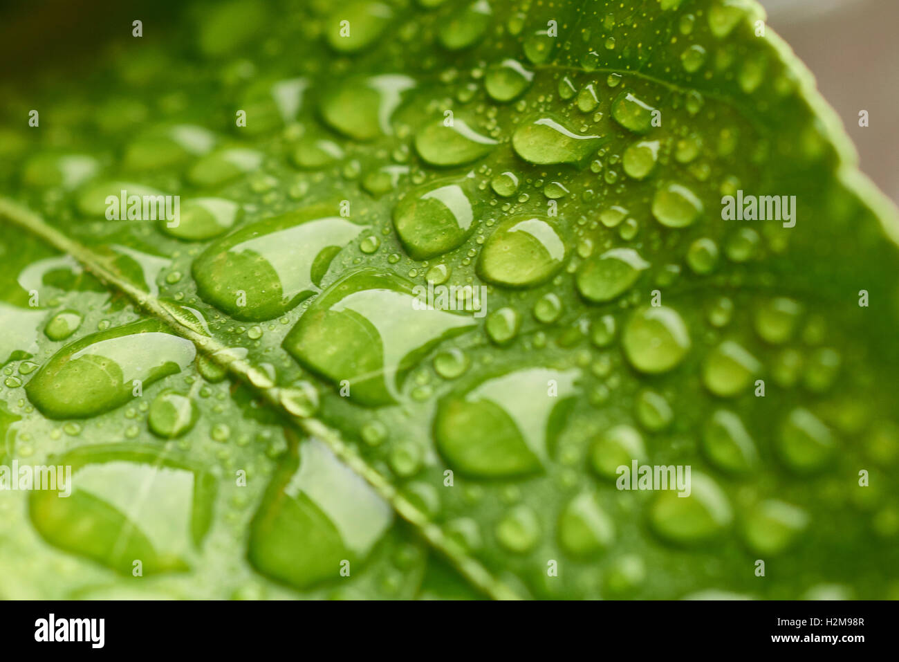 Coloured drops water hi-res stock photography and images - Alamy