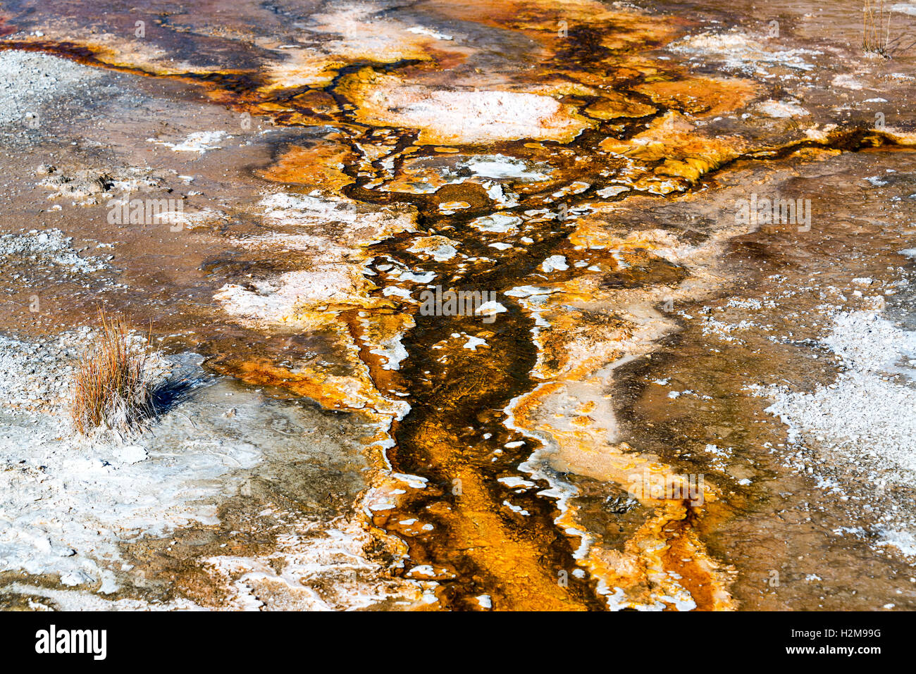 Thermal bacteria hi-res stock photography and images - Alamy