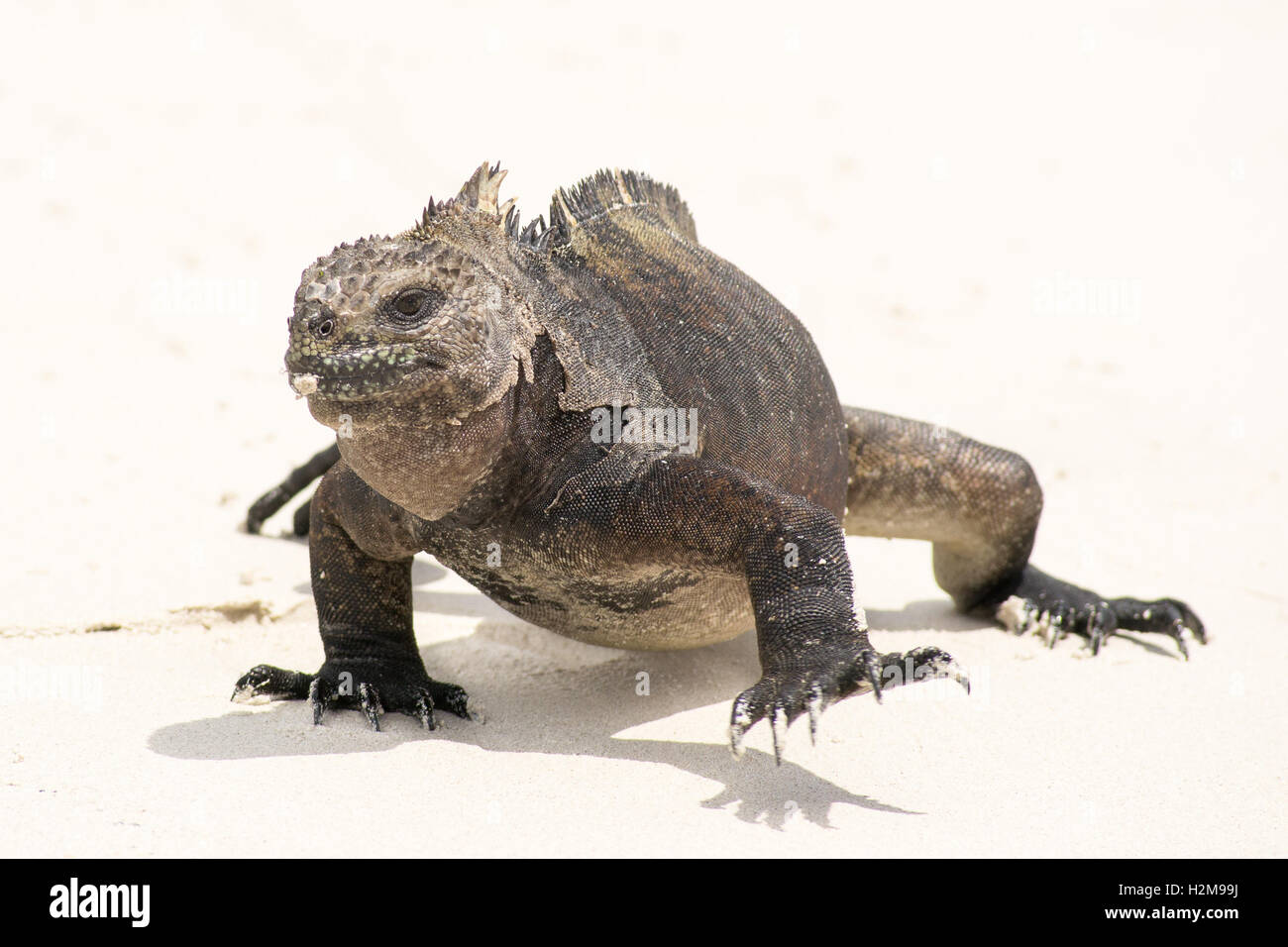 Iguana dominican republic fauna hi-res stock photography and images - Alamy