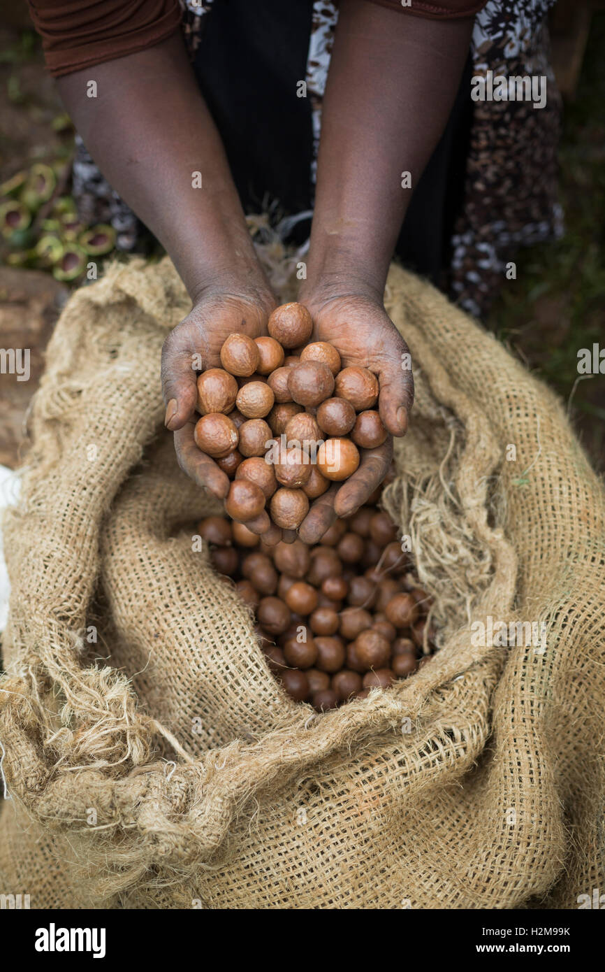 A fair trade grower bags freshly-harvested macadamia nuts in Kirinyaga ...