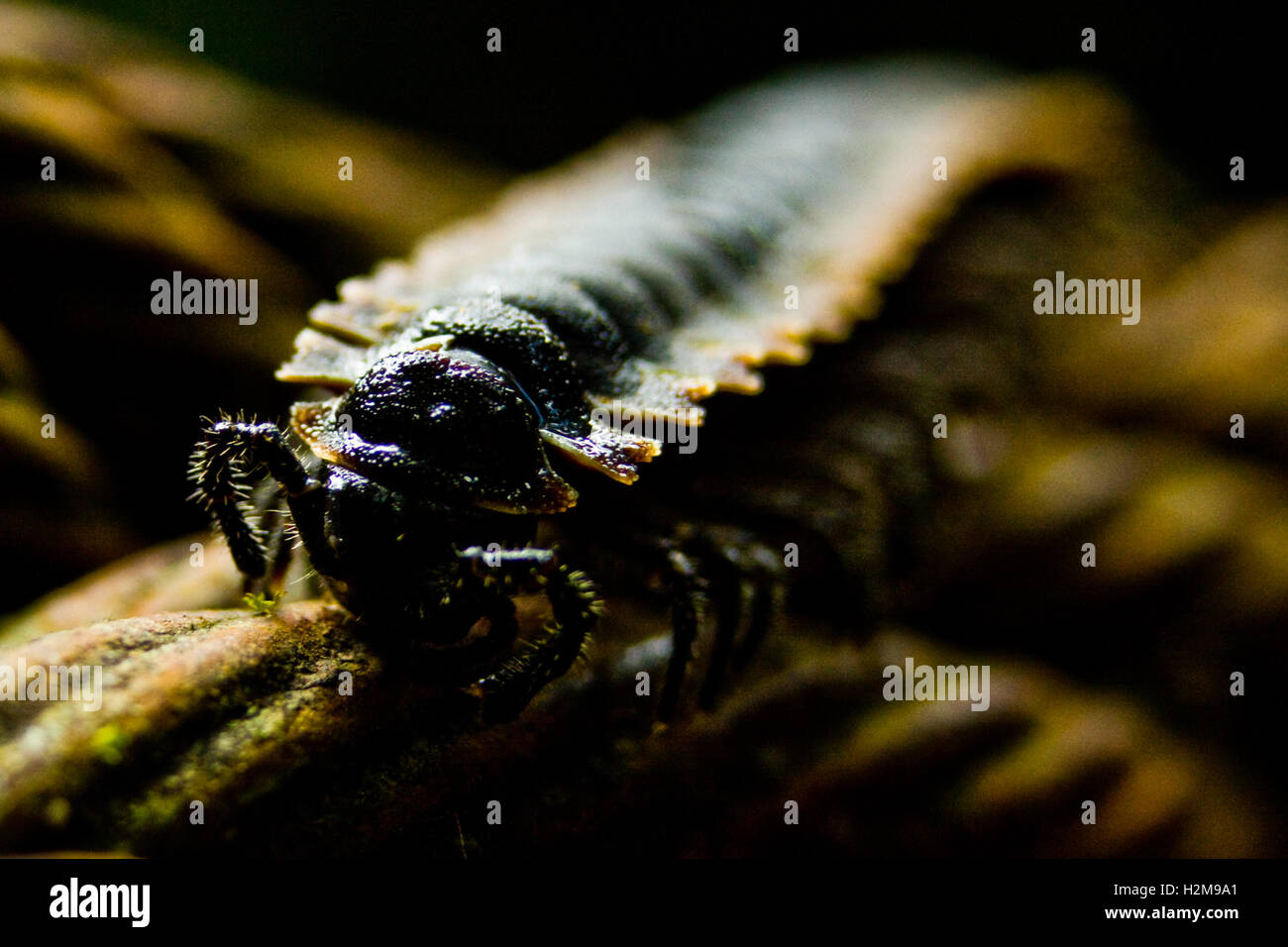 Millipede interaction hi-res stock photography and images - Alamy