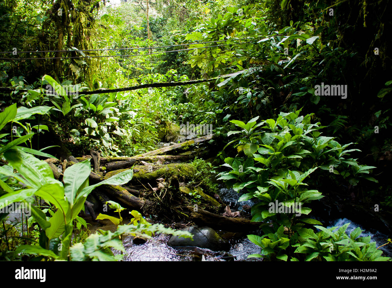 Australian mountain ash hi-res stock photography and images - Alamy