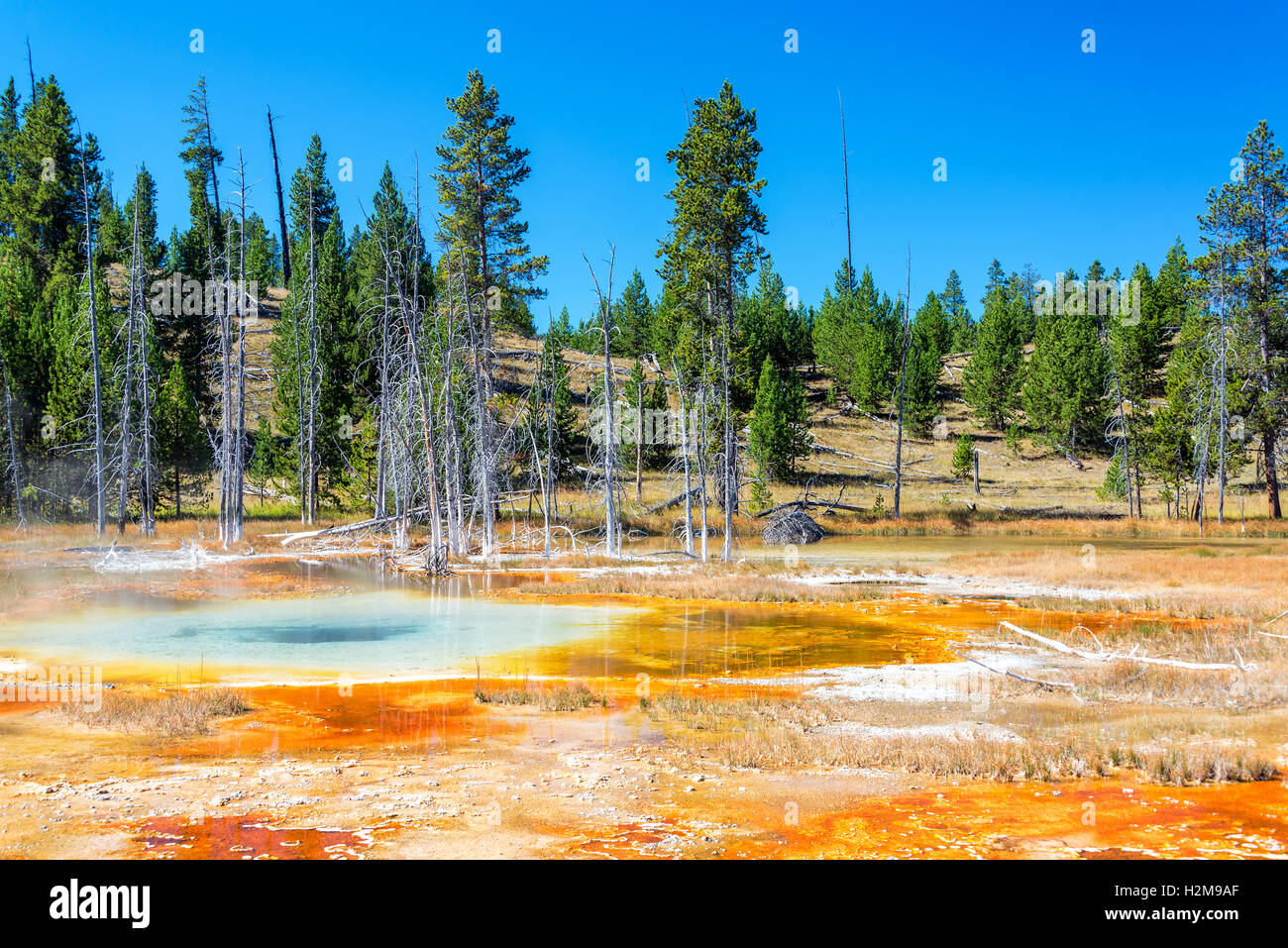 Colorful landscape in the Upper Geyser Basin in Yellowstone National ...