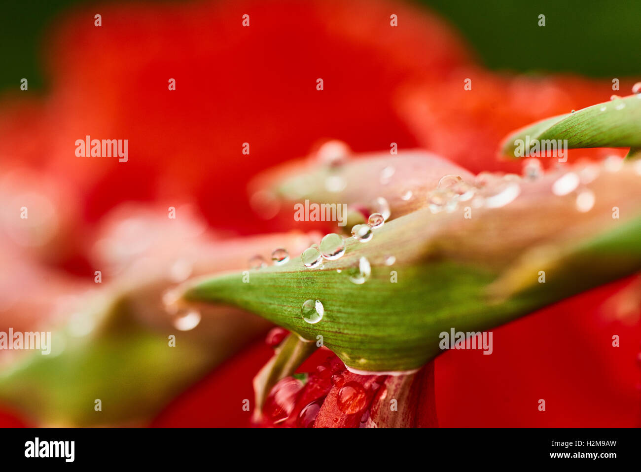 Water leaf color hi-res stock photography and images - Alamy