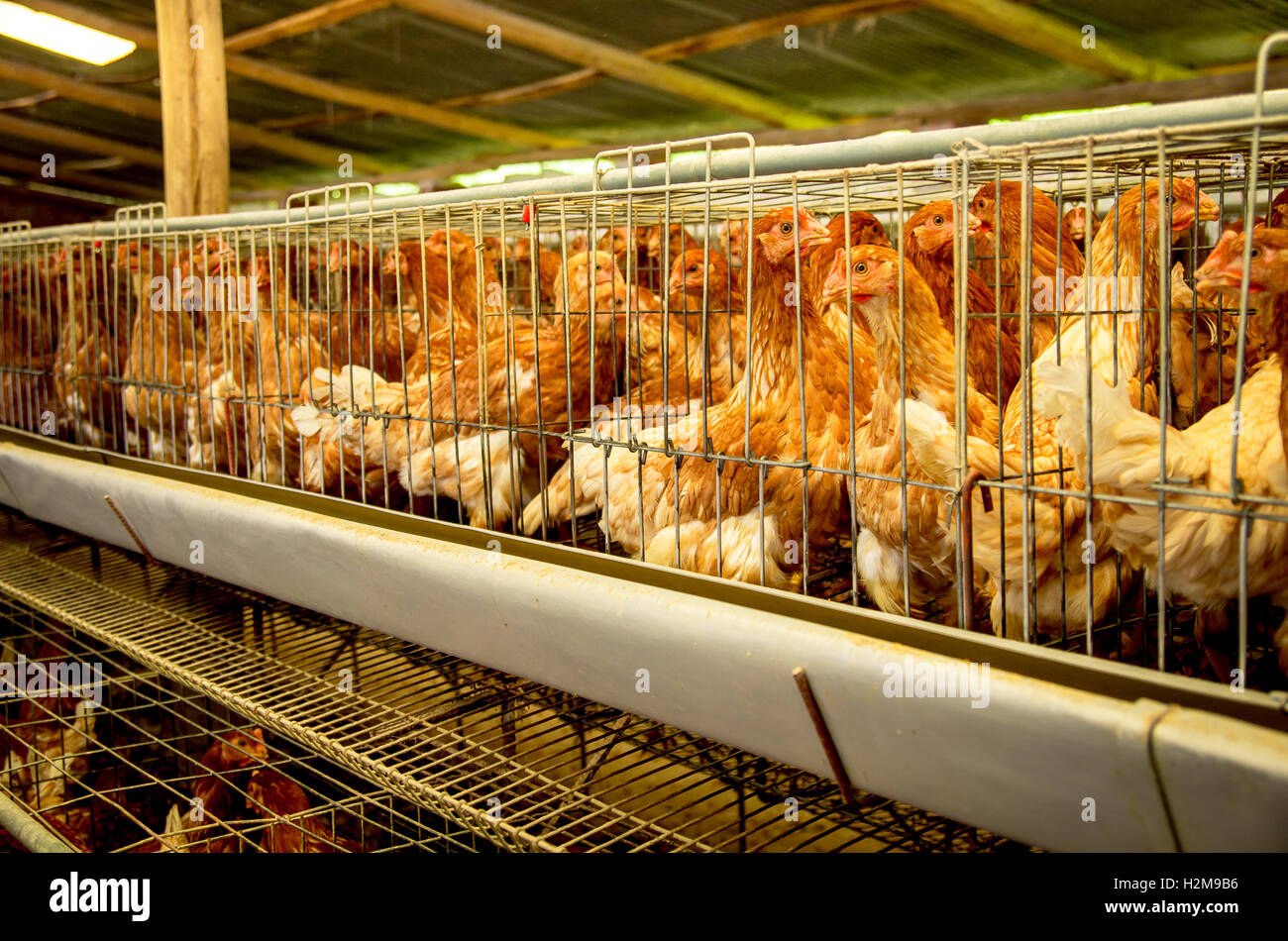 Poultry farm hens and eggs, aviary Stock Photo - Alamy