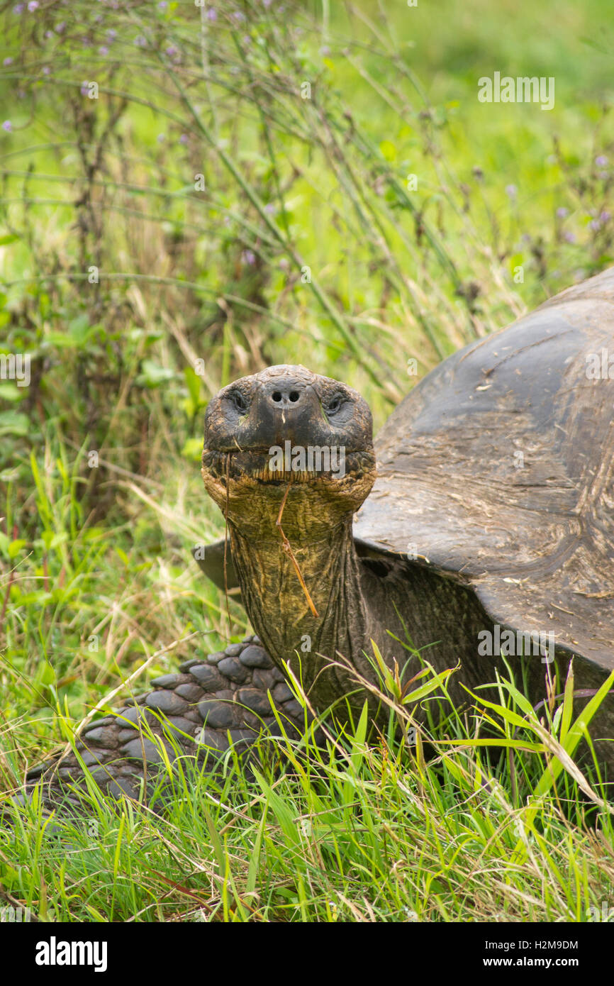 Giant Galapagos turtle, Ecuador, South America Stock Photo - Alamy