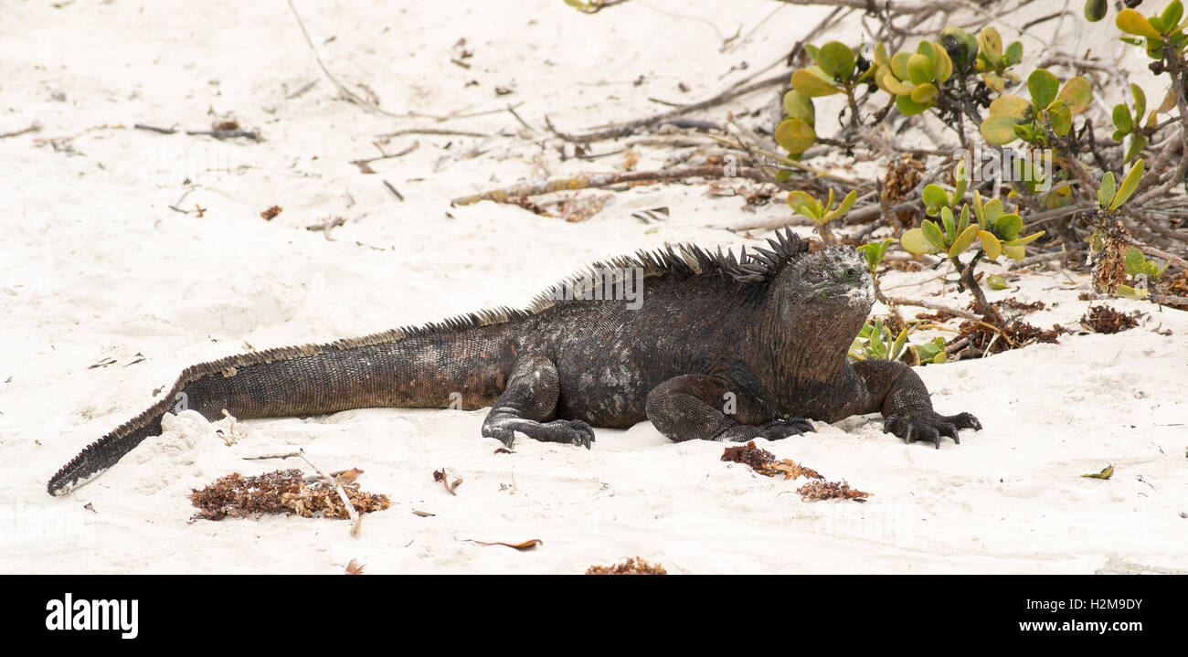 Marine iguana on Galapagos islands Stock Photo - Alamy