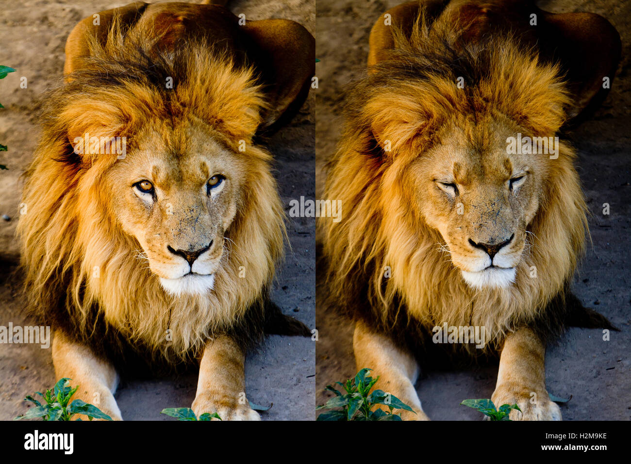 lion Set of pictures Stock Photo - Alamy