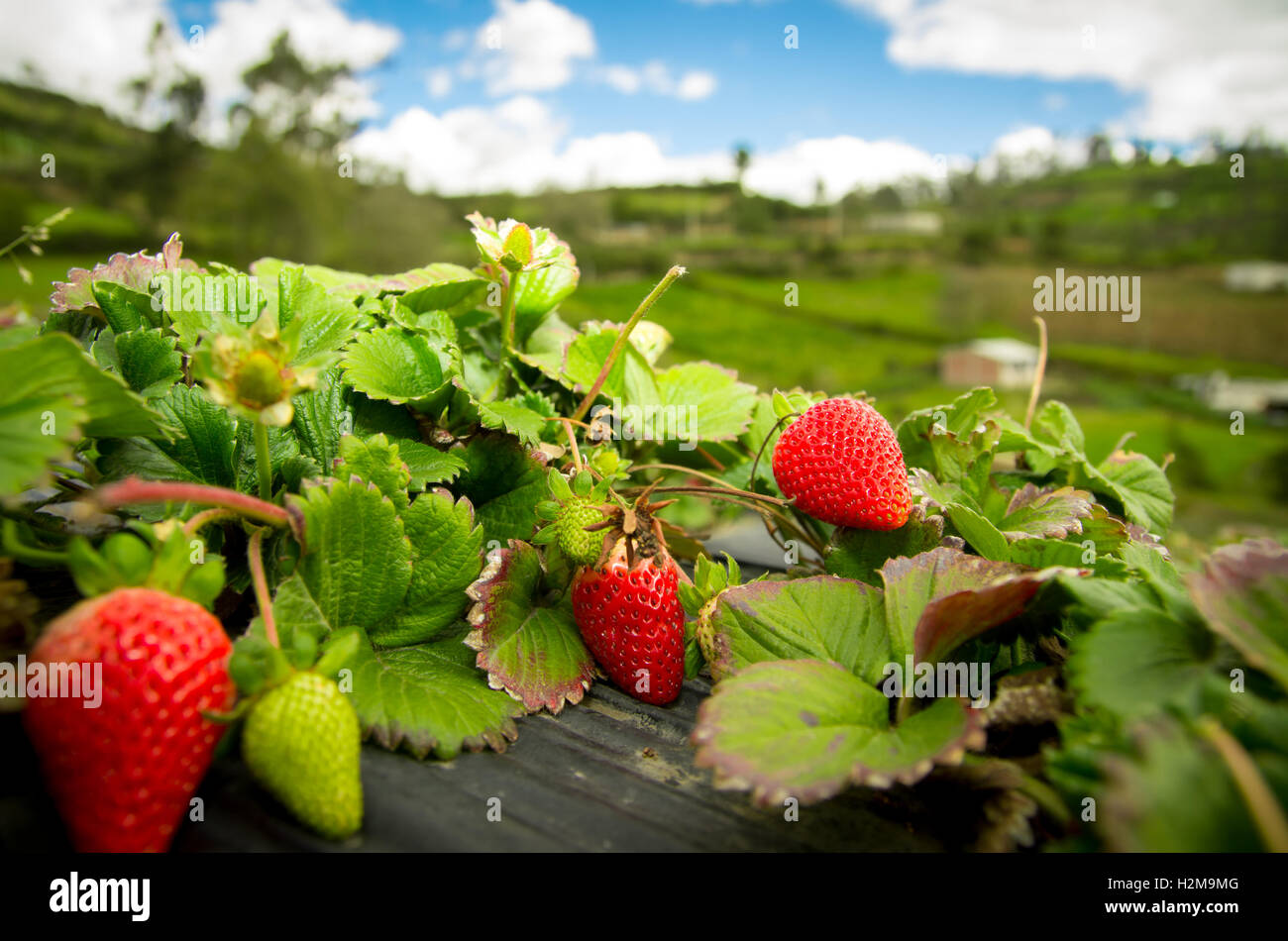 Crop fiels hi-res stock photography and images - Alamy