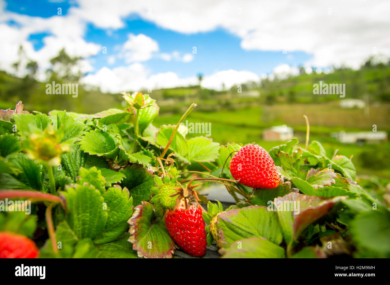 Crop fiels hi-res stock photography and images - Alamy