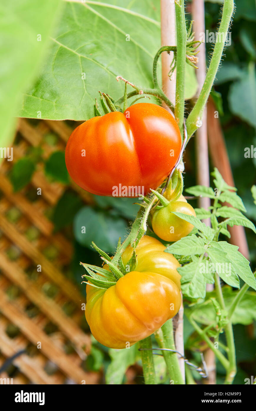 Tomatoes fruit hi-res stock photography and images - Alamy