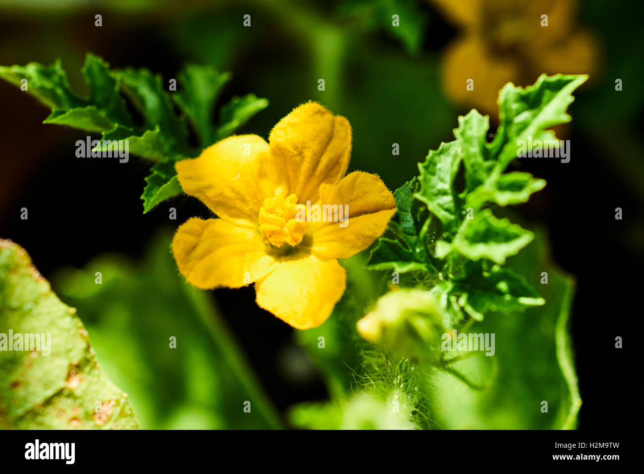 Watermelon flower High Resolution Stock Photography and Images - Alamy